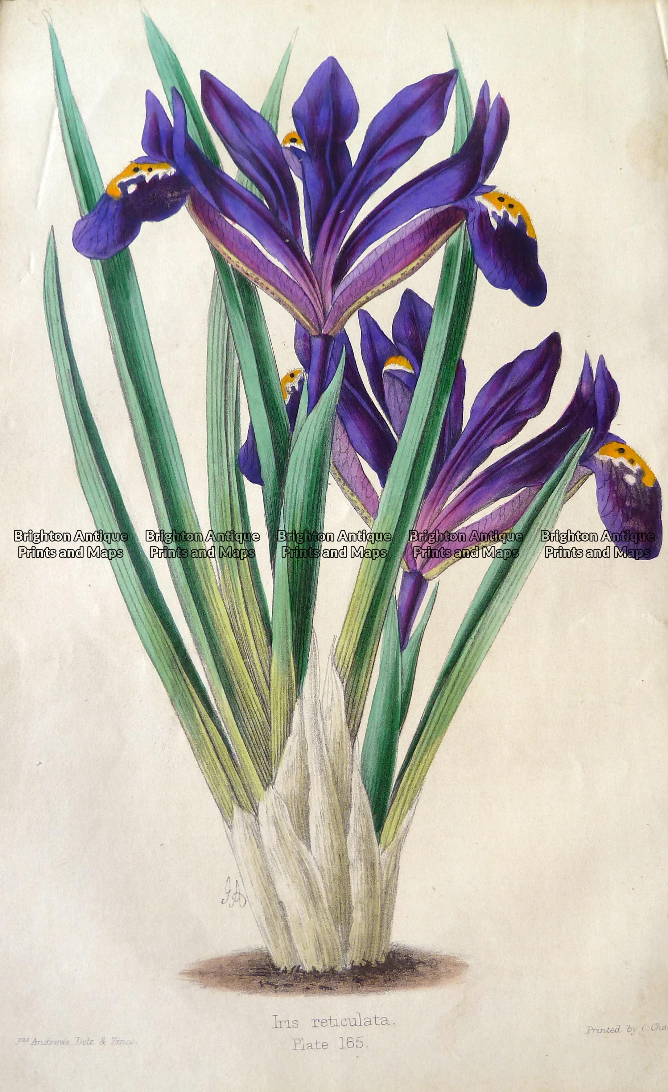 Antique Print 21-383 Botanical - Iris by Andrews c.1860 - Brighton ...