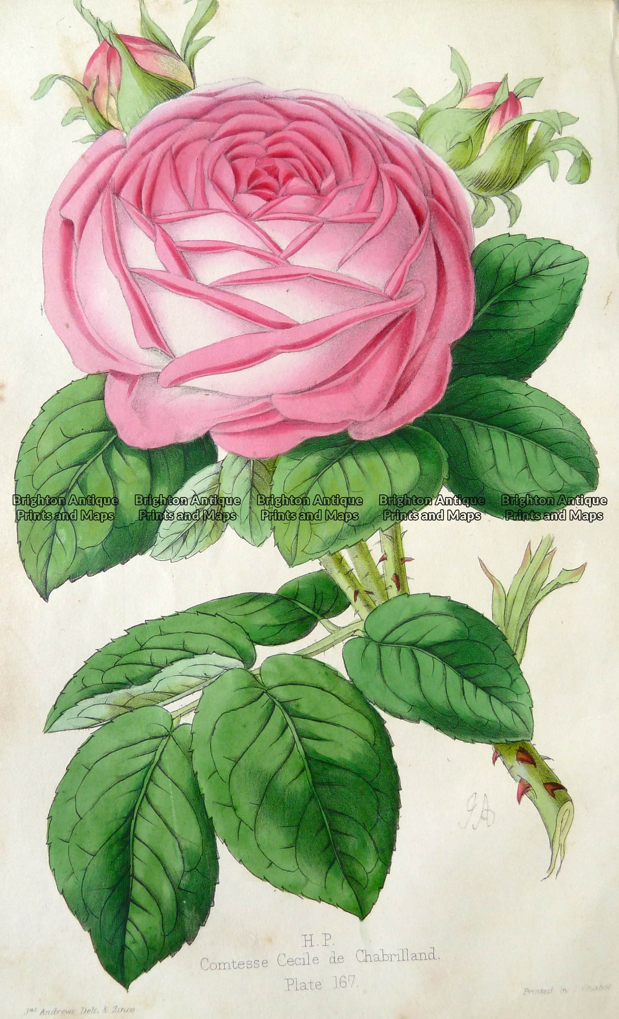 Antique Print 21-384 Botanical - Rose by Andrews c.1860 - Brighton ...