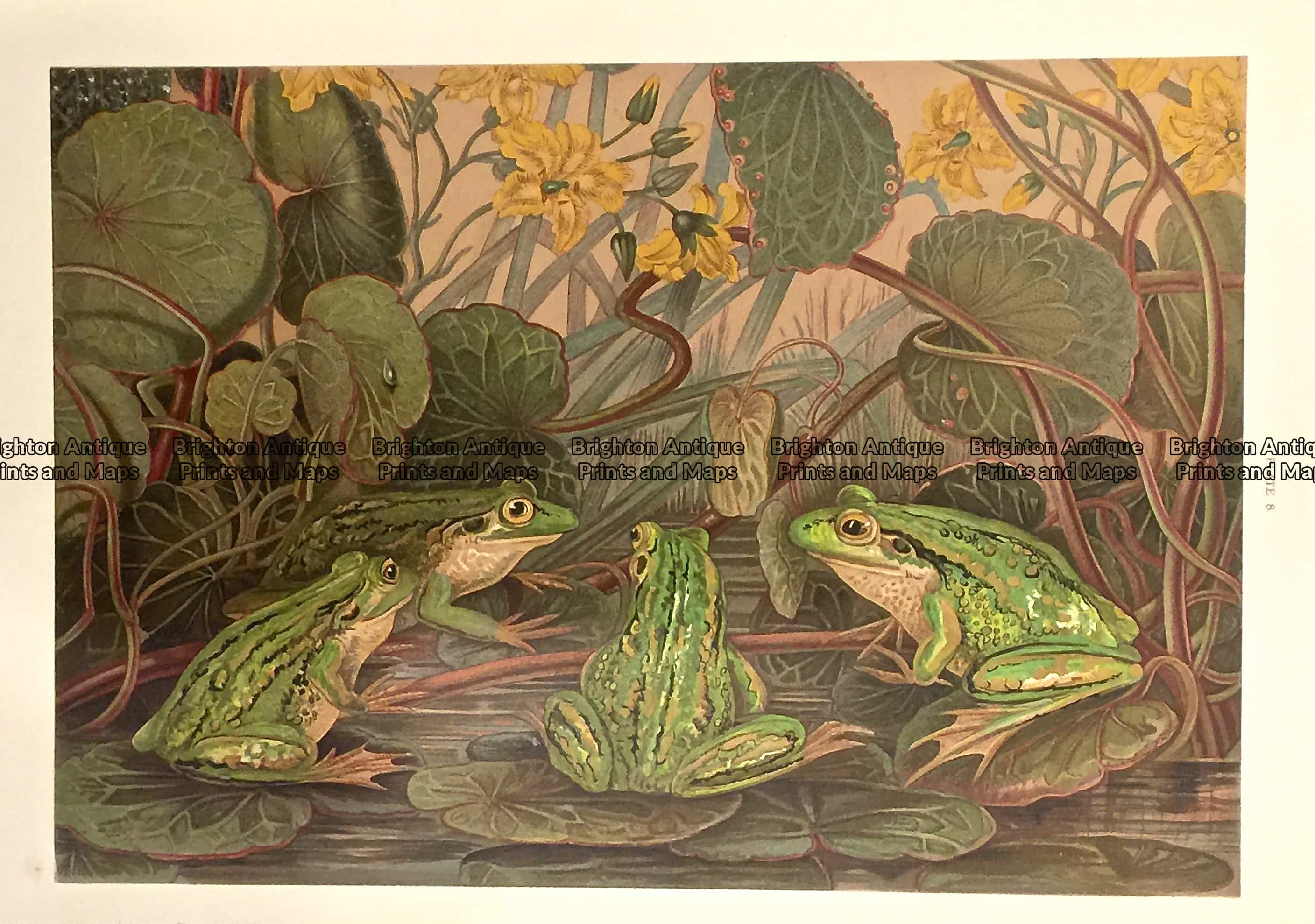 Antique print - Frogs by Meredith c.1891 Ref: 237-094 - Brighton ...